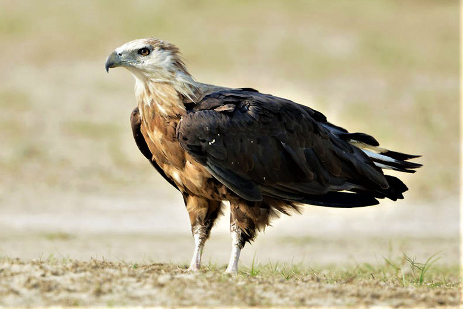 Bird Photography Tour of North India | Asian Adventures