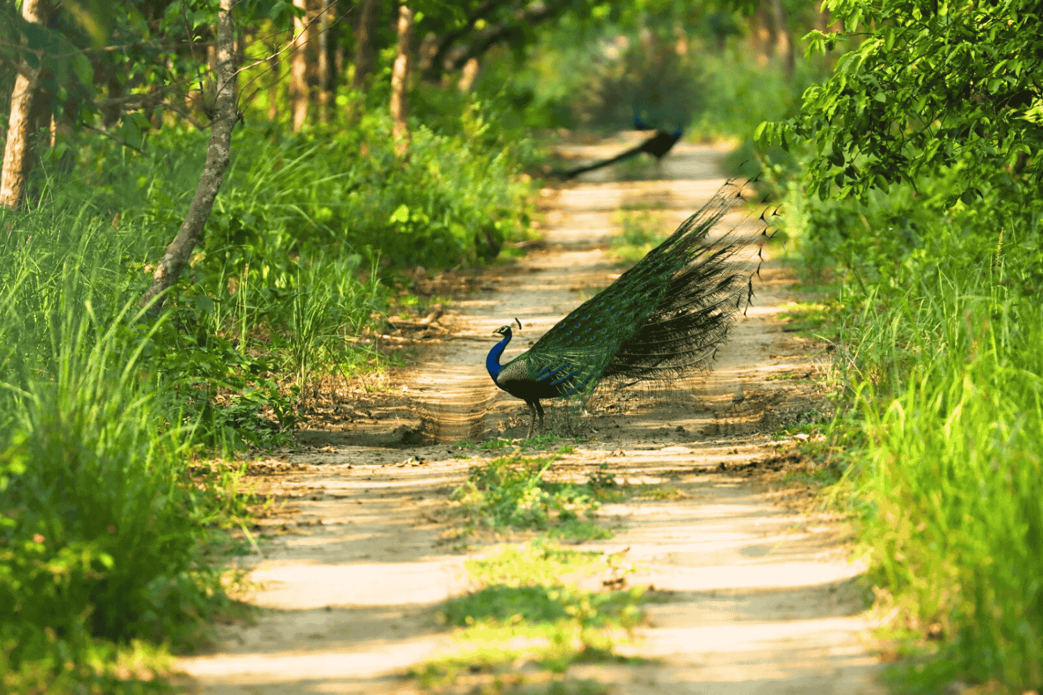 Wildlife and Birdlife in Pilibhit | Pilibhit 3-Day Nature Tour